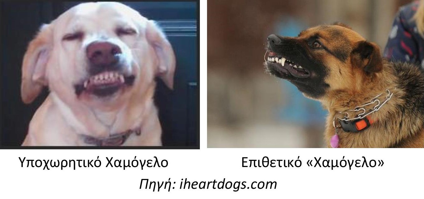 Η Γλώσσα Σώματος των Σκύλων | skylakos.gr